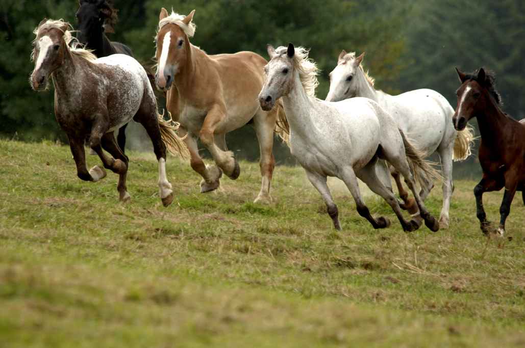 1-Arrowmont Stables & Cabins has the best trail rides in the SE, maybe ...